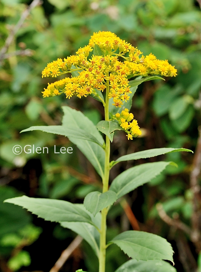 Solidago gigantea photos Saskatchewan Wildflowers